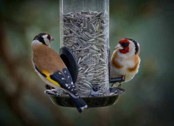 15 Easy Plans For Your DIY Bird Feeders - Craftsonfire